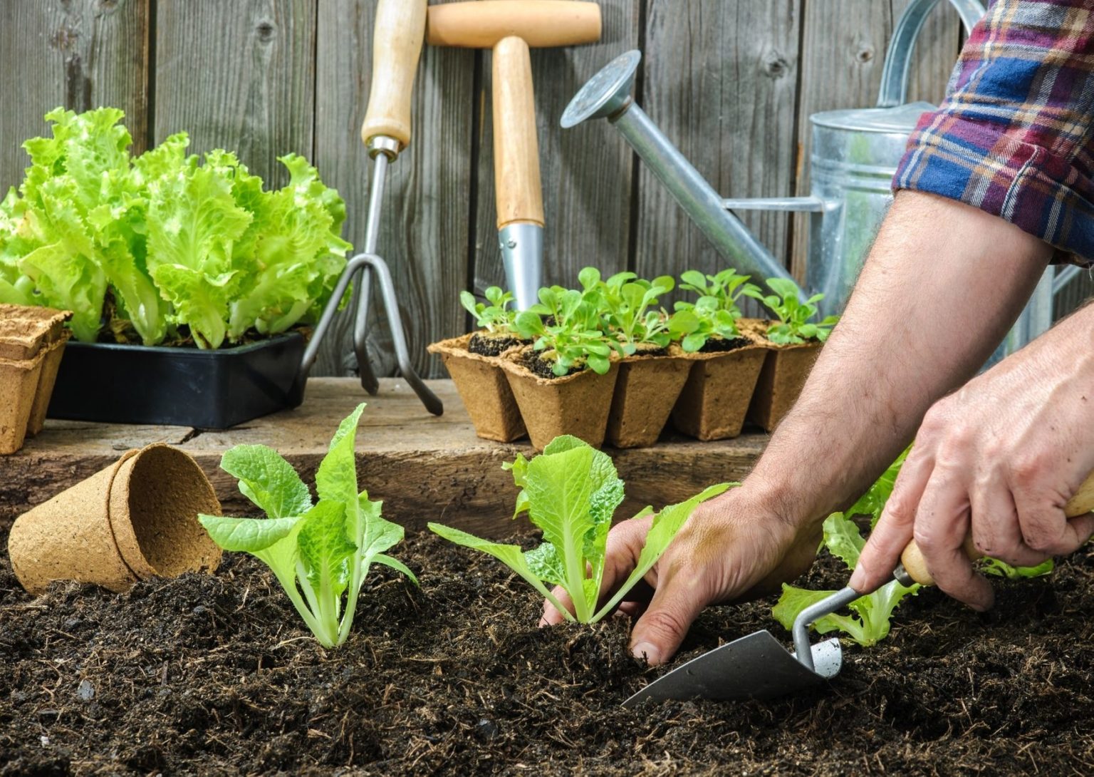 Que faire au potager en Février? - Serfouette & Binette